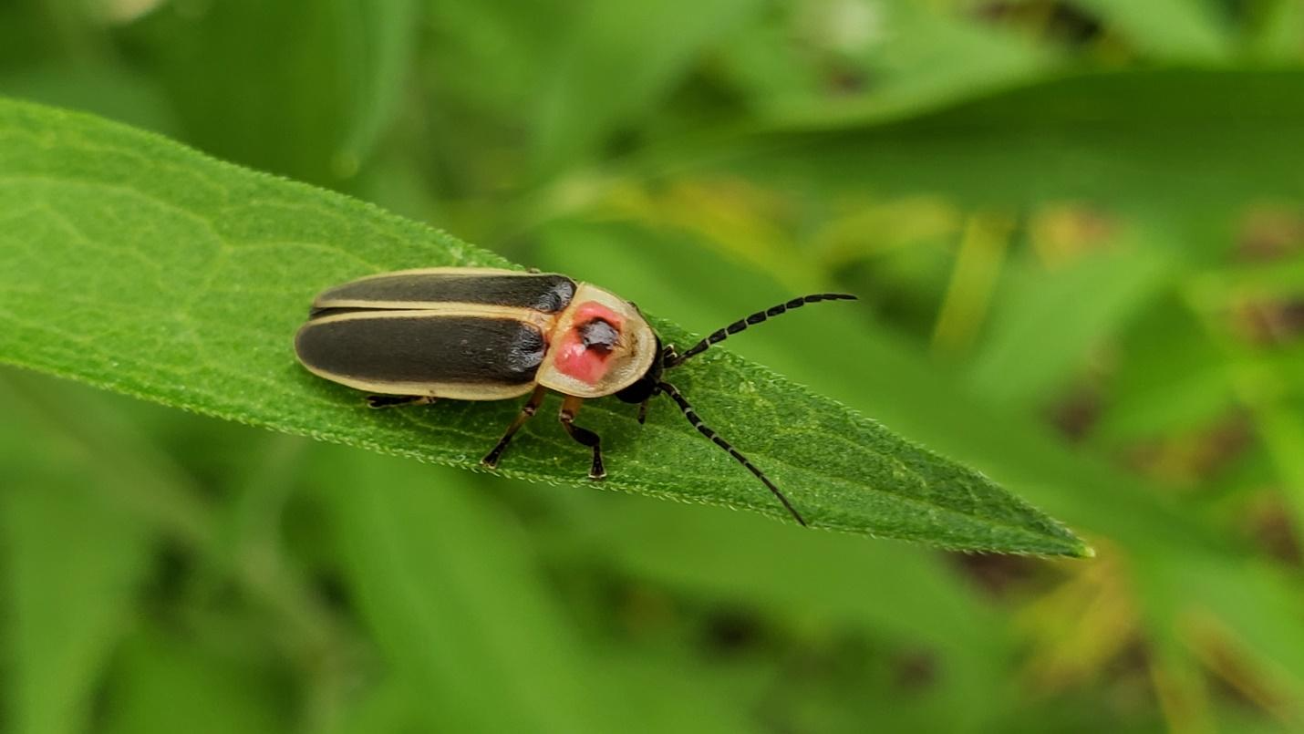 FIREFLIES: COMING TO THEIR RESCUE AT HOME – Wild Ones Louisville Chapter