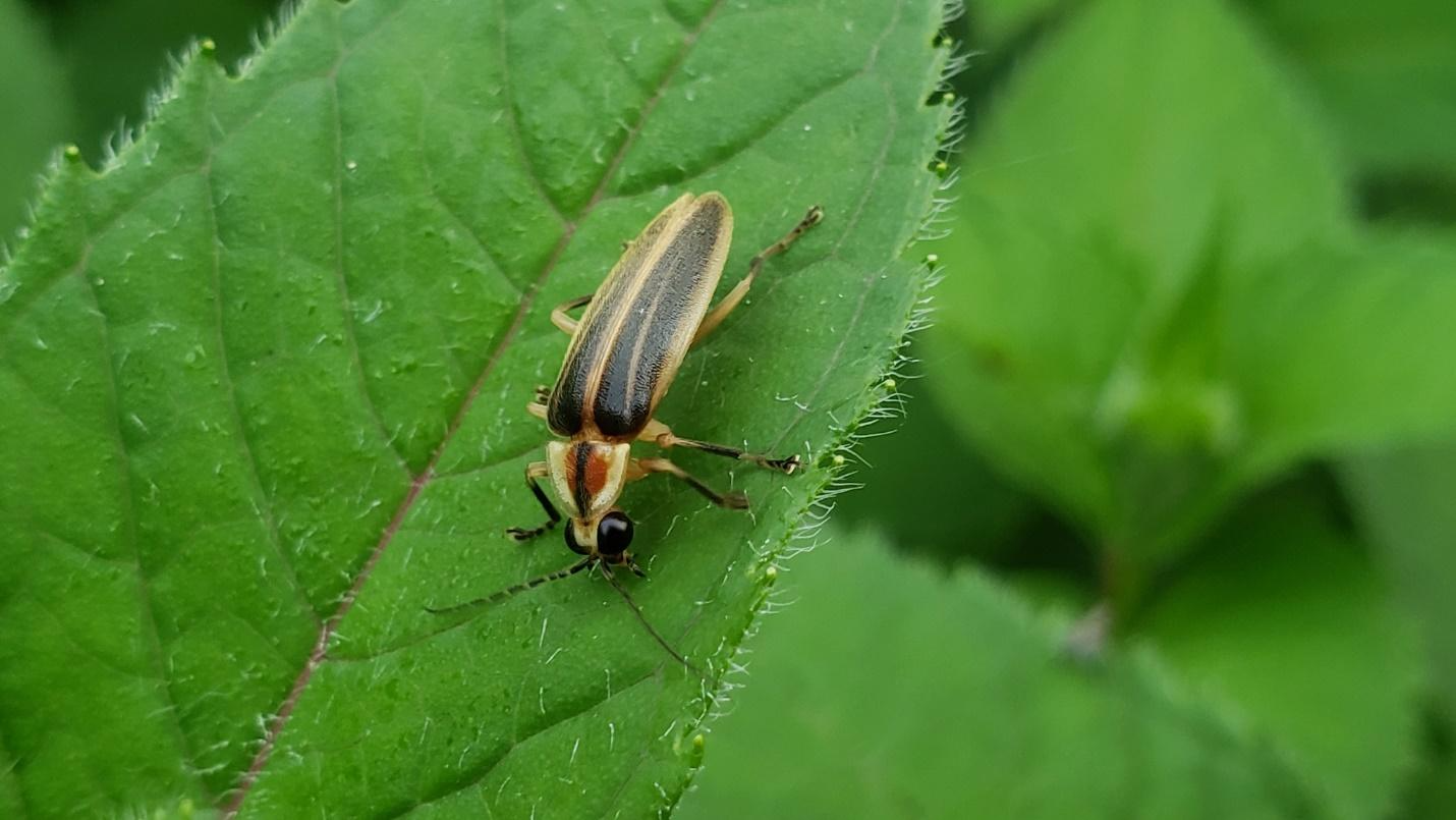 FIREFLIES: COMING TO THEIR RESCUE AT HOME – Wild Ones Louisville Chapter