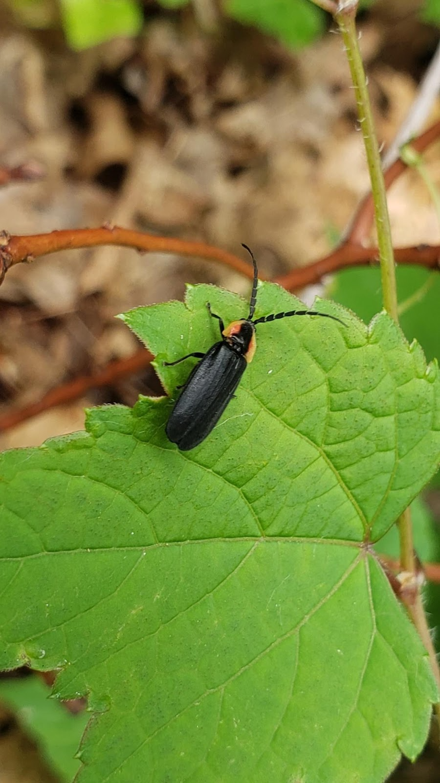 FIREFLIES: COMING TO THEIR RESCUE AT HOME – Wild Ones Louisville Chapter